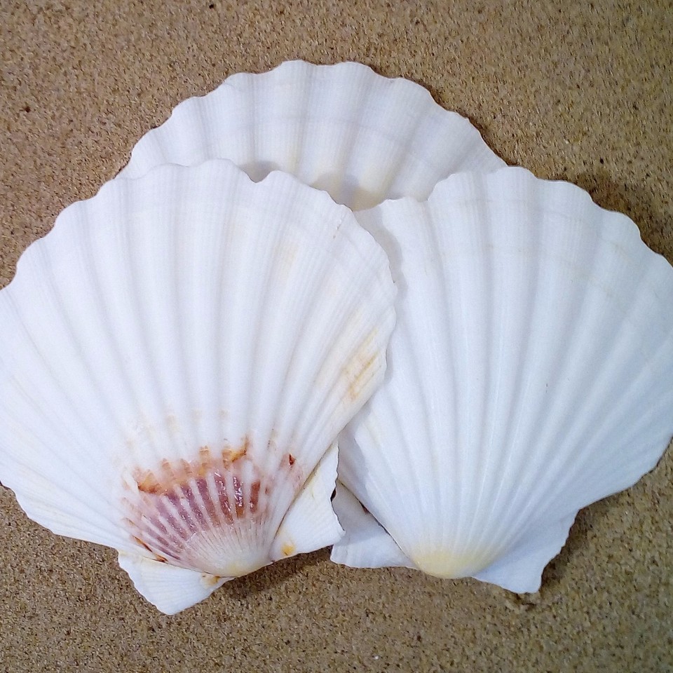 Shells Seashells, Beach Shells, Individual Sea Shells - Choice of Over ...