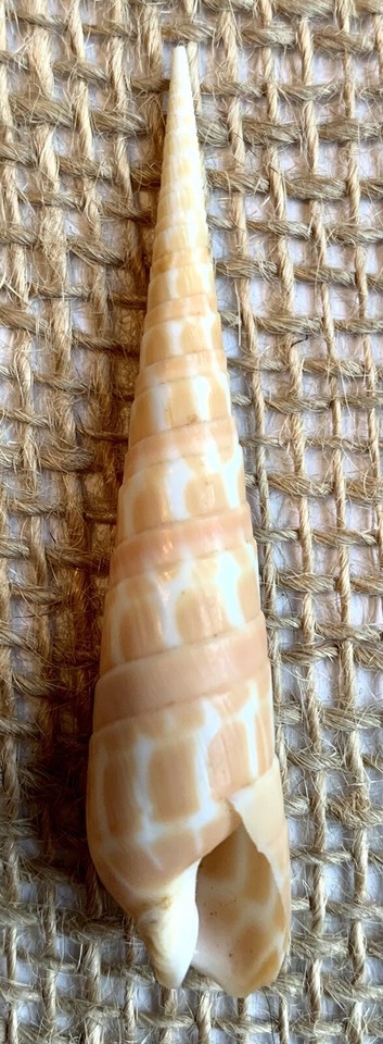 Terebra dimidiata Auger Seashell 76mm Indo-Pacific 1977 Specimen | eBay