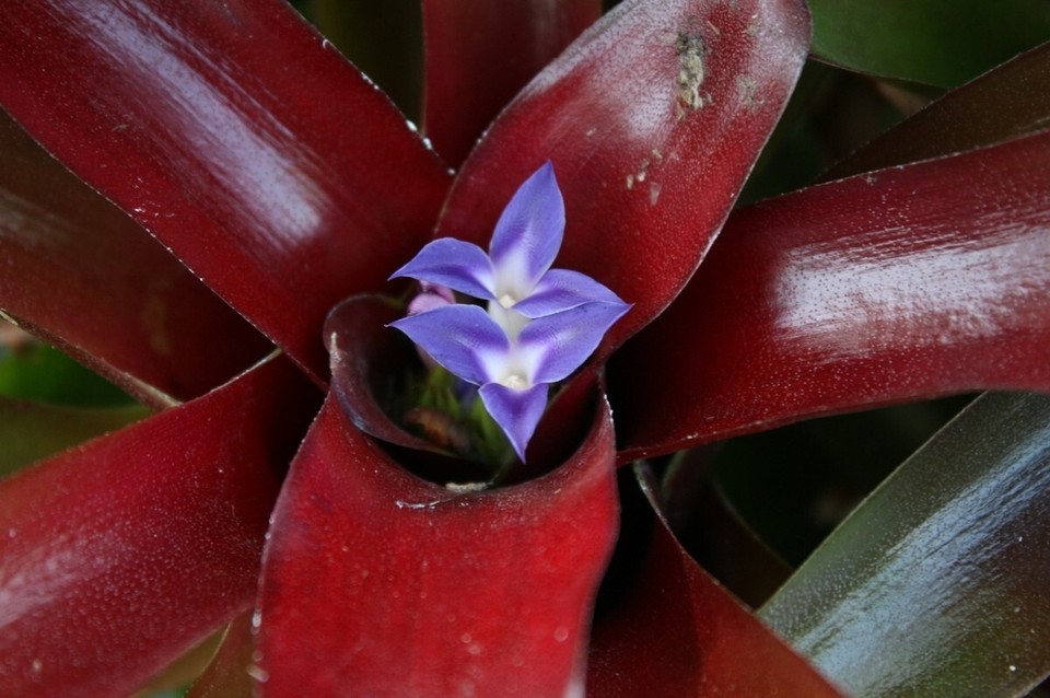 WHOLESALE Bromeliad Mini Neoregelia Fireball 20 plants small bromeliad ...