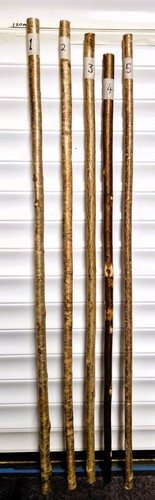 5 WELSH HAZEL SHANKS, SEASONED 2 YEARS, TREATED CLEANED AND ...