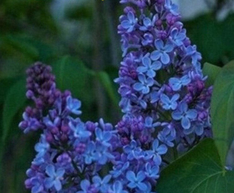 20 EXOTIC LILAC SEEDS for garden rare bloom flower plant bush USA ...