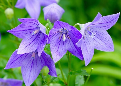 350x Platycodon Grandiflorus Balloon Bellflower Mix Flower Seeds ...
