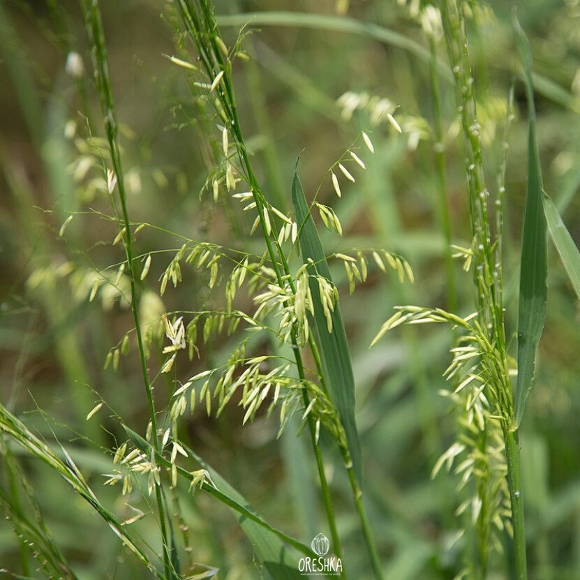 Wild black rice 200 PCS fresh seeds, Zizania aquatica, wild rice seeds ...
