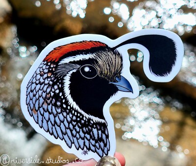 California Quail Vinyl Sticker 3" Original Art Bird Animal | eBay