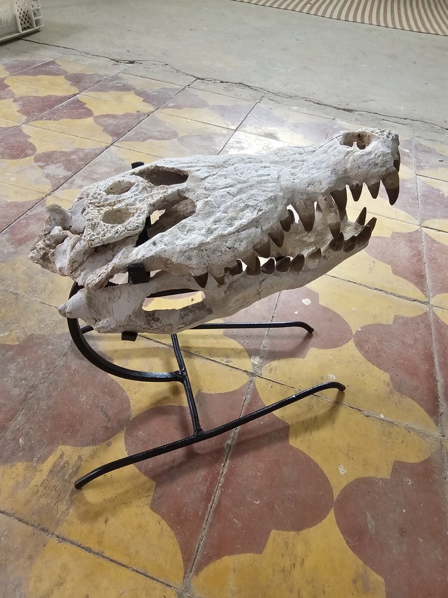 Prehistoric Alligator Fossil Monster Crocodile Was Ancient Human