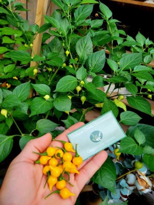 Biqunho Mildly YELLOW Little Beak Chili Pepper Seeds Unique Creek ...