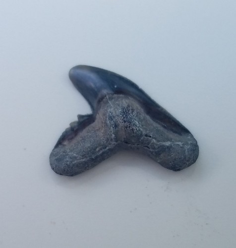 Fossil Miocene Tiger Requiem Shark Tooth NC Galeocerdo aduncus ...