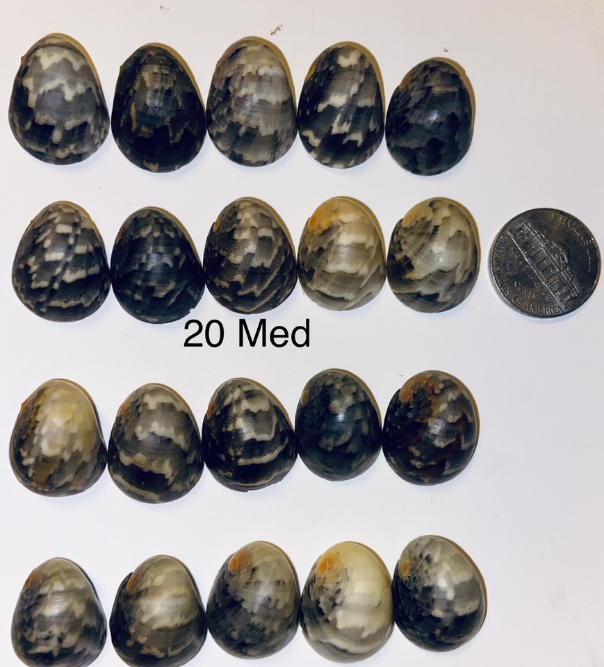 Kupee Hawaiian Seashells Nerite Polita 20 Medium Bracelet Merrie ...