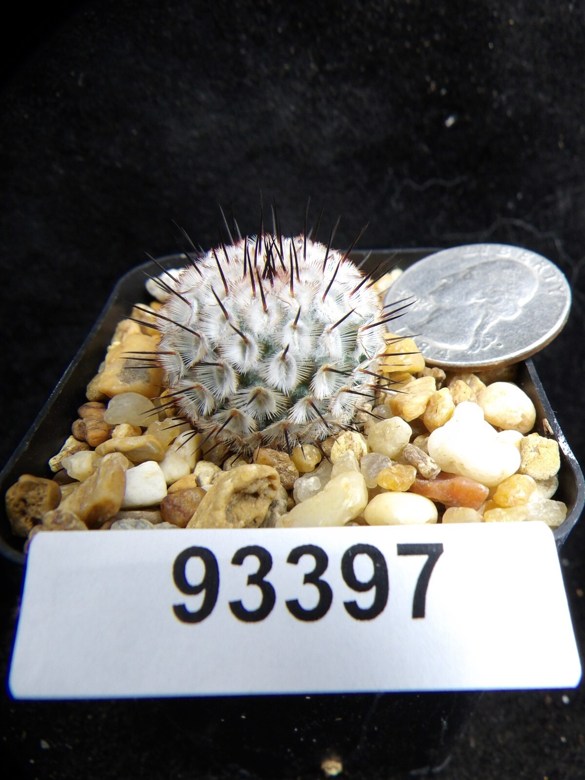 Mammillaria Perezdelarosae V. Andersonii Seedling Live Cactus Cacti ...
