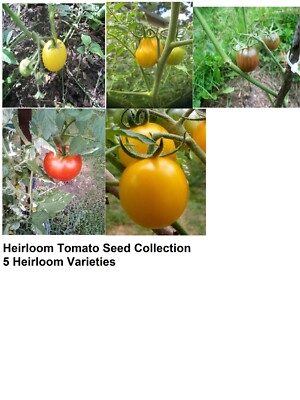 HEIRLOOM TOMATO SEED COLLECTION 5 HEIRLOOM VARIETIES | eBay