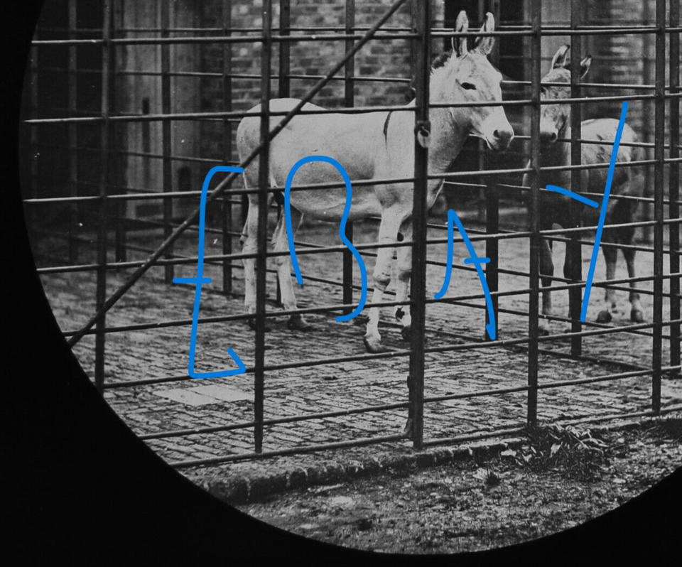 SYRIAN WILD ASSES LONDON ZOO C1878 Magic Lantern Slide VICTORIAN PHOTO ...