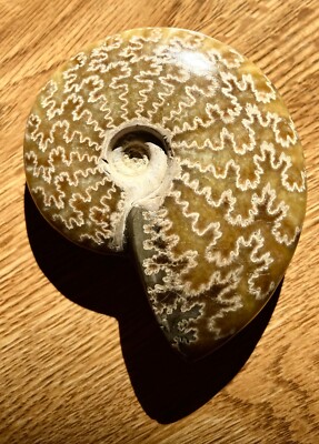 Ammonite, Madagascar, solid calcite, nice suture lines | eBay