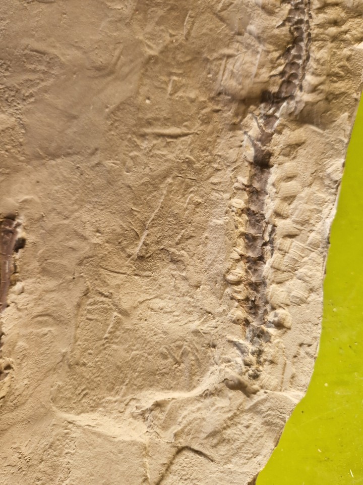 PERFECT Fossil Mesosaurus brasiliensis rarità | eBay