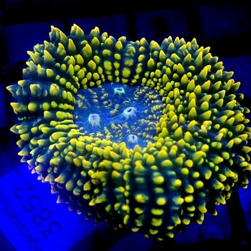 Yellow Symphyllia Coral Small 1.5" WYSIWYG - Indigo Corals - IC 3852 ...