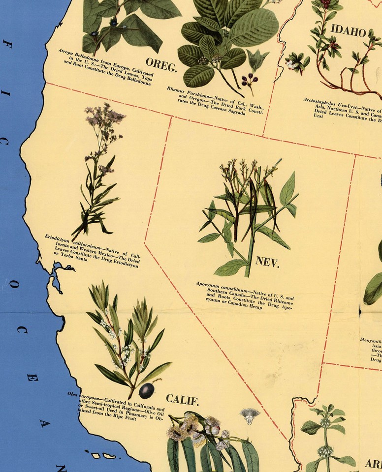 Medicinal Plant Map of the USA Historical Wall Poster Home School | eBay