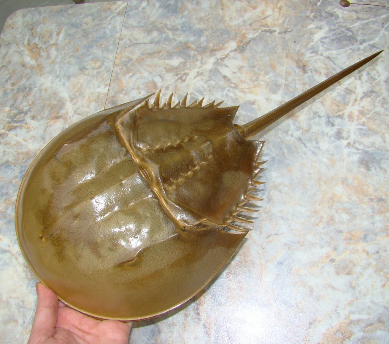 12" long FULL HORSESHOE CRAB Living Fossil of Atlantic Ocean/ Shell ...