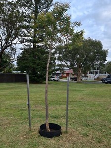 Plastic_Forests_Australia | eBay Australia Stores