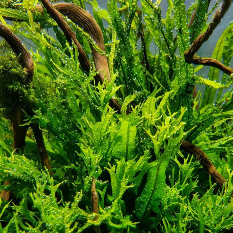 5X Java Fern Windelov Looses Aquarium Live Plant for Tank Decoration ...