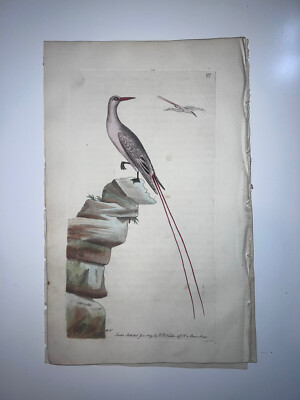 1783 RARE SHAW & NODDER Hand Colored Copper Engraving Red Tailed Tropic ...