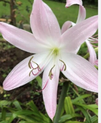 Crinium Lily Pink : 5 For $35 : Healthy And Mature Bulbs : Free Postage ...