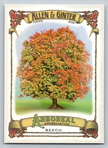 Beech #AA-15 2021 Topps Allen & Ginter Arboreal Appreciation | eBay