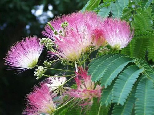 1 SILK MIMOSA TREE 6" FRAGRANT PINK FLOWERS ALBIZIA LARGE SIZE LIVE ...