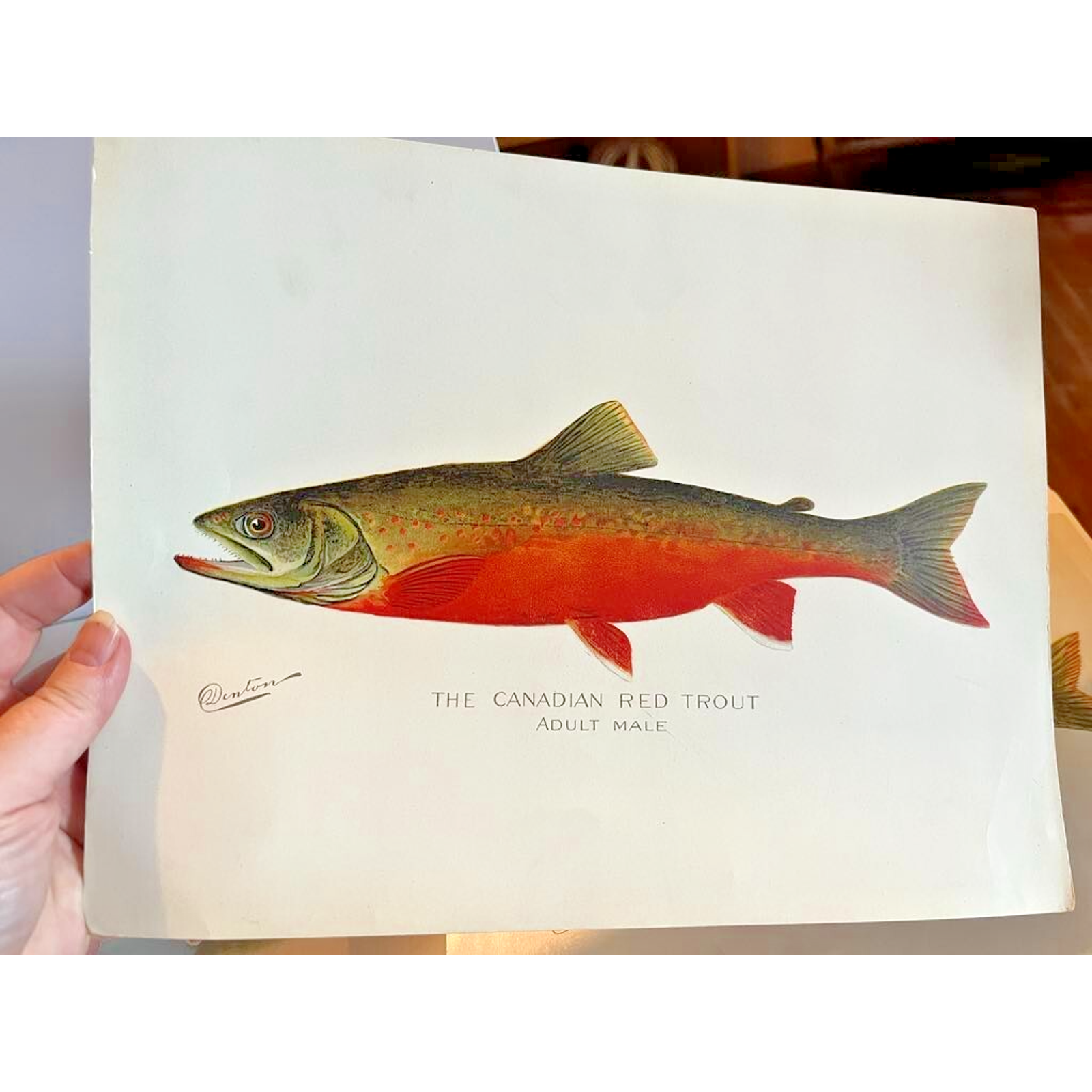 Original c1900 Denton Male Canadian Red Trout Fish Print Lithograph | eBay