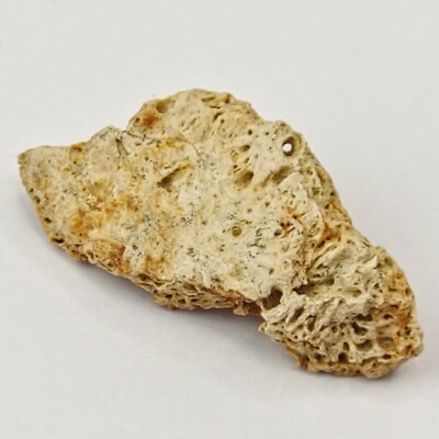 Ankylosaur Scute Fossil Piece - Ankylosaurus or Denversaurus - Lance Fm ...