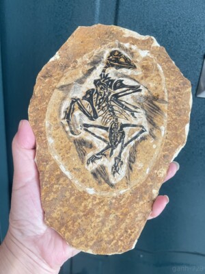 Real AMPHIBIAN-VERTEBRA-NOTHOSAURIA-JURASSIC Dragon Dinosaur Fossil ...