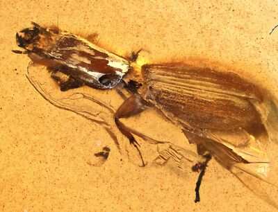 Large Passalopalpidae (Scarab Beetle), Fossil inclusion in Burmese ...