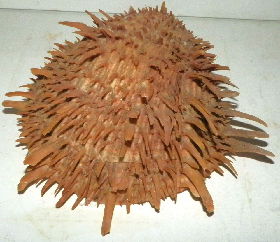 Orange Bearded Thorny Oyster Spondylus Seashell Shell 5" | eBay