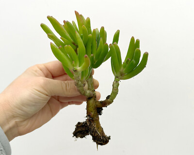 8cm Rooted Crassula Ovata Gollum Plant, Ogre Ears Plant, Rooted Shrek ...