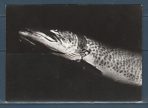 CPSM vers 1960 faune animaux vie marine poisson muskallonge ou ...