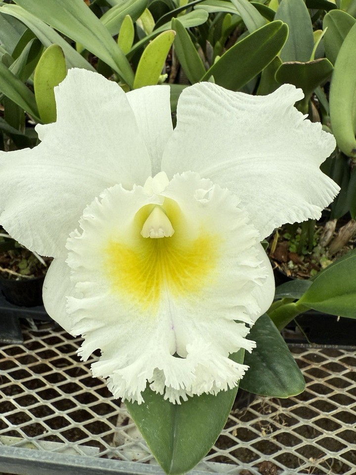 Orchid Plant Cattleya 2 stem bare root new variety my pick | eBay