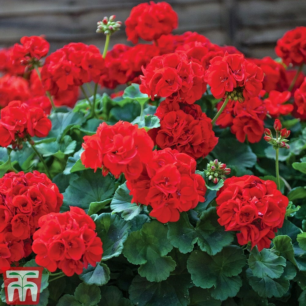 🌿 || Assigning OCs Flowers + Plants on Toyhouse