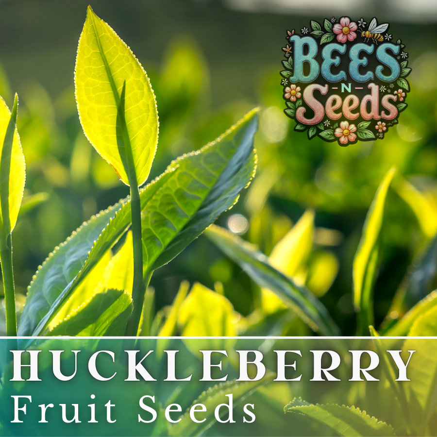Woodland Huckleberry Seeds 125, 300 or 500 Seeds Flower, Flower Seeds ...
