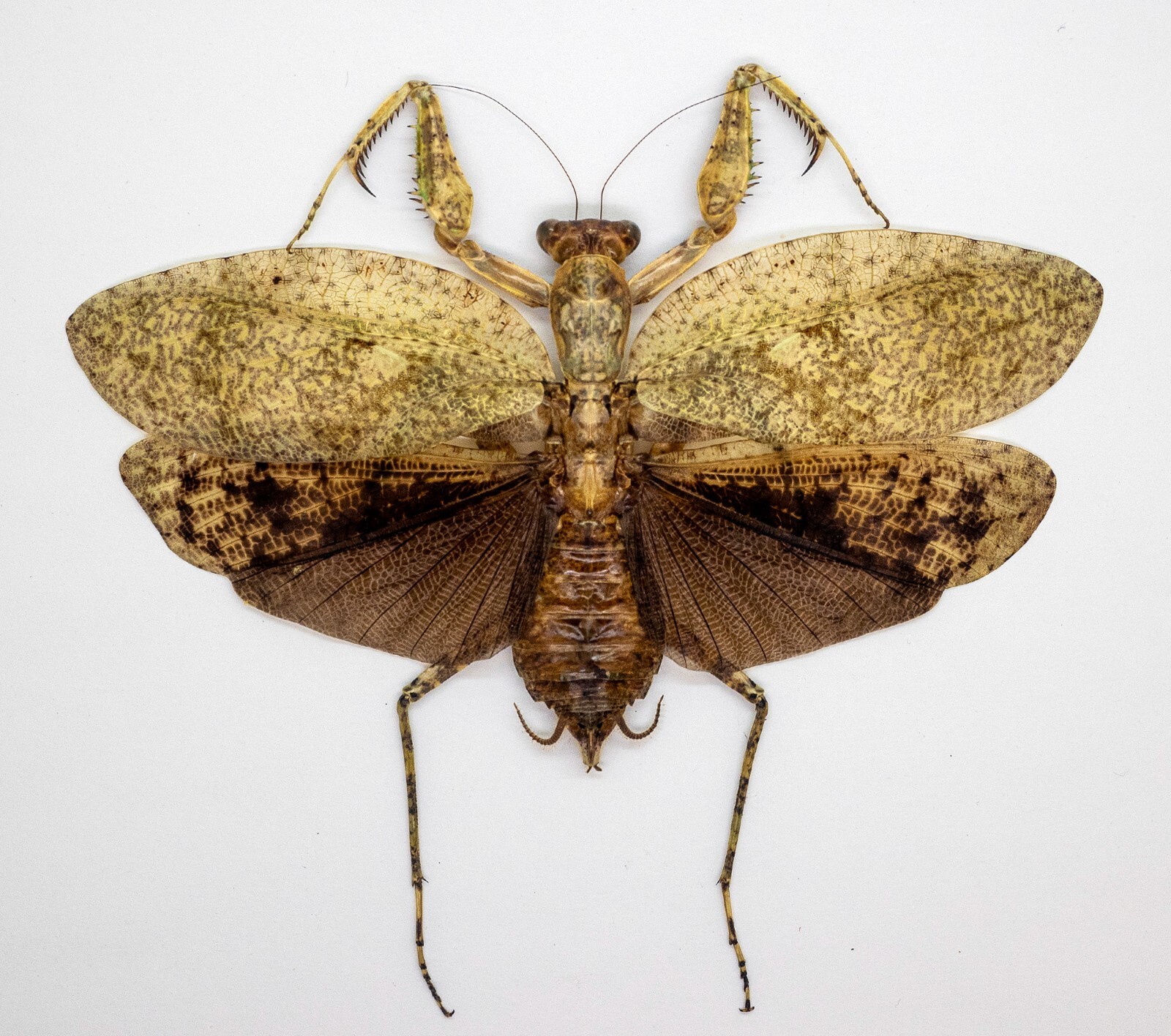 Mantidae - Theopompa servillei (f) aka Giant Bark Mantis - Malaysia (TS113-C) | eBay