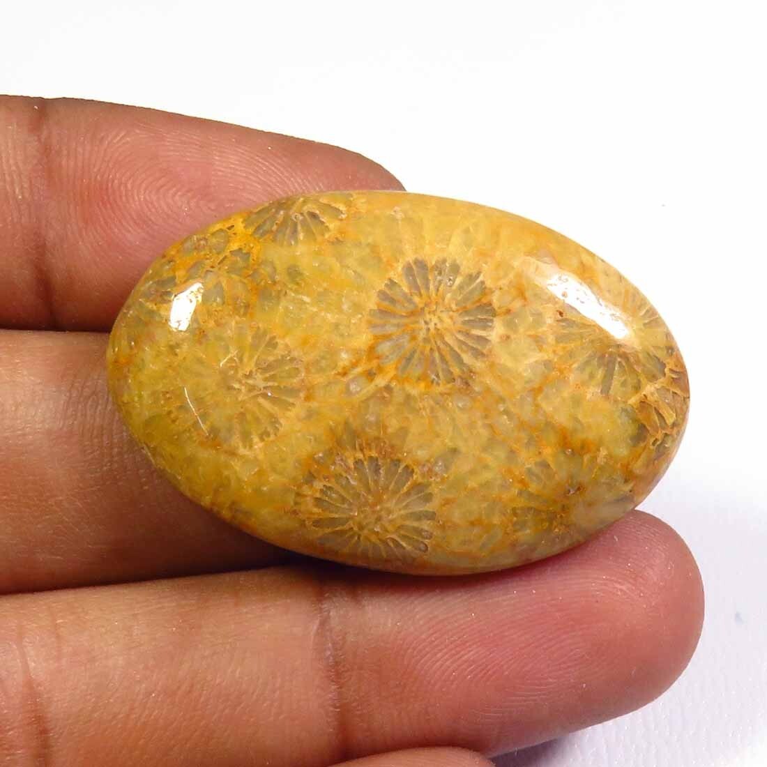 Natural Brown Fossil Coral Gems Polished Fossilized Oval Cabs 34x22mm ...