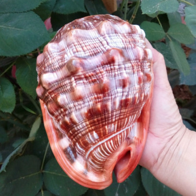 Natural Bull's mouth Helmet Conch Shell Coral Sea Snail Fish Tank Decor ...