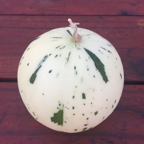 15 seeds Snow Leopard Melon + gift | eBay