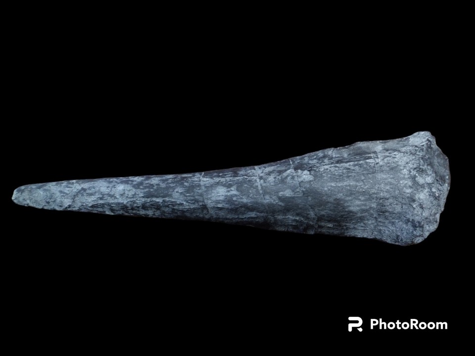 Stegosaurus stenops tail spike fossil cast replica-Dinosaurs ...