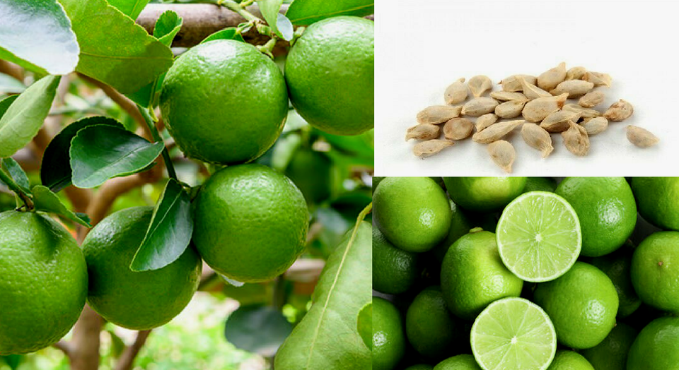 50 Green Lemon Seeds Lemon Tree Seed Citrus limon Heirloom Organic | eBay