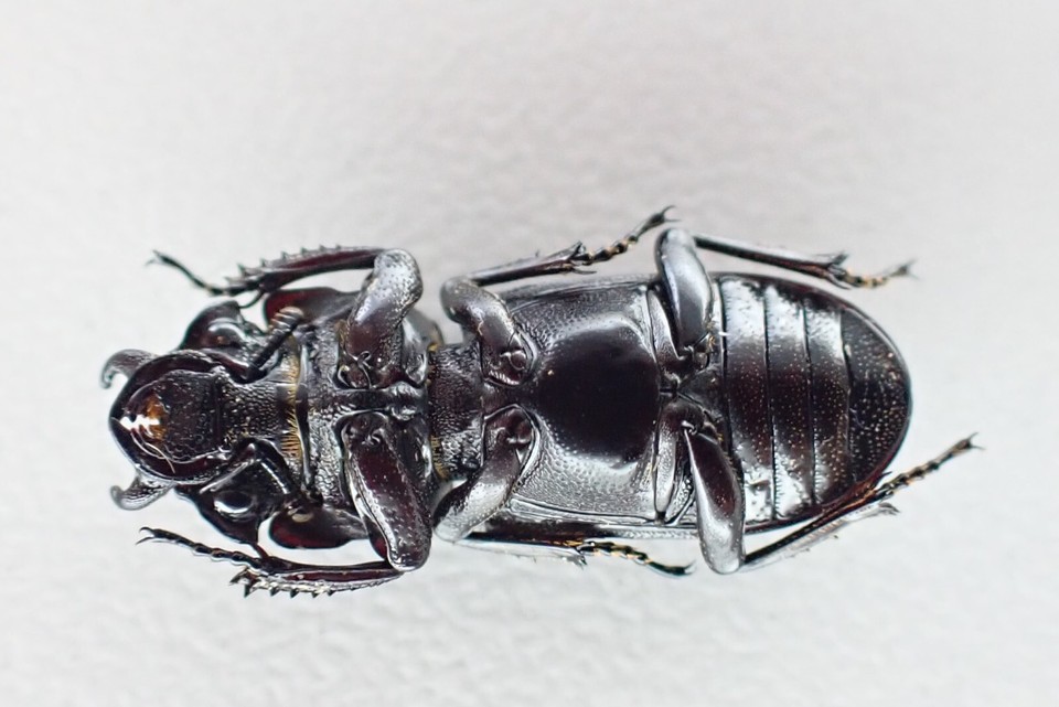 j79451. Insects, Lucanidae: Nigidius sp. Vietnam North | eBay