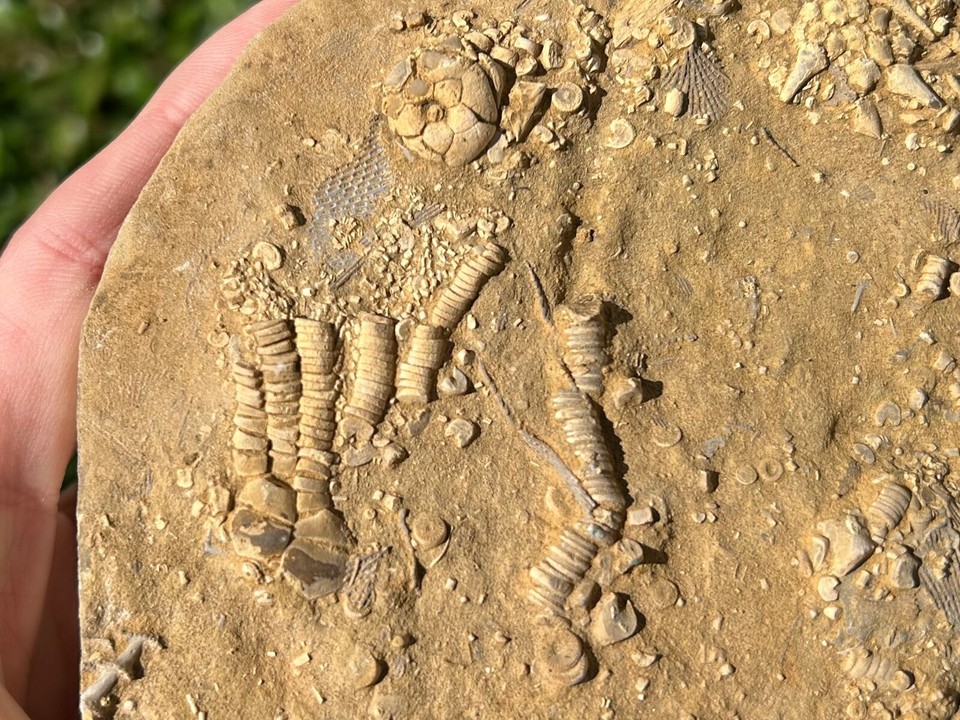 SUPERB Fossil Crinoids & Archimedes Screw Multi Plate Alabama Bangor ...