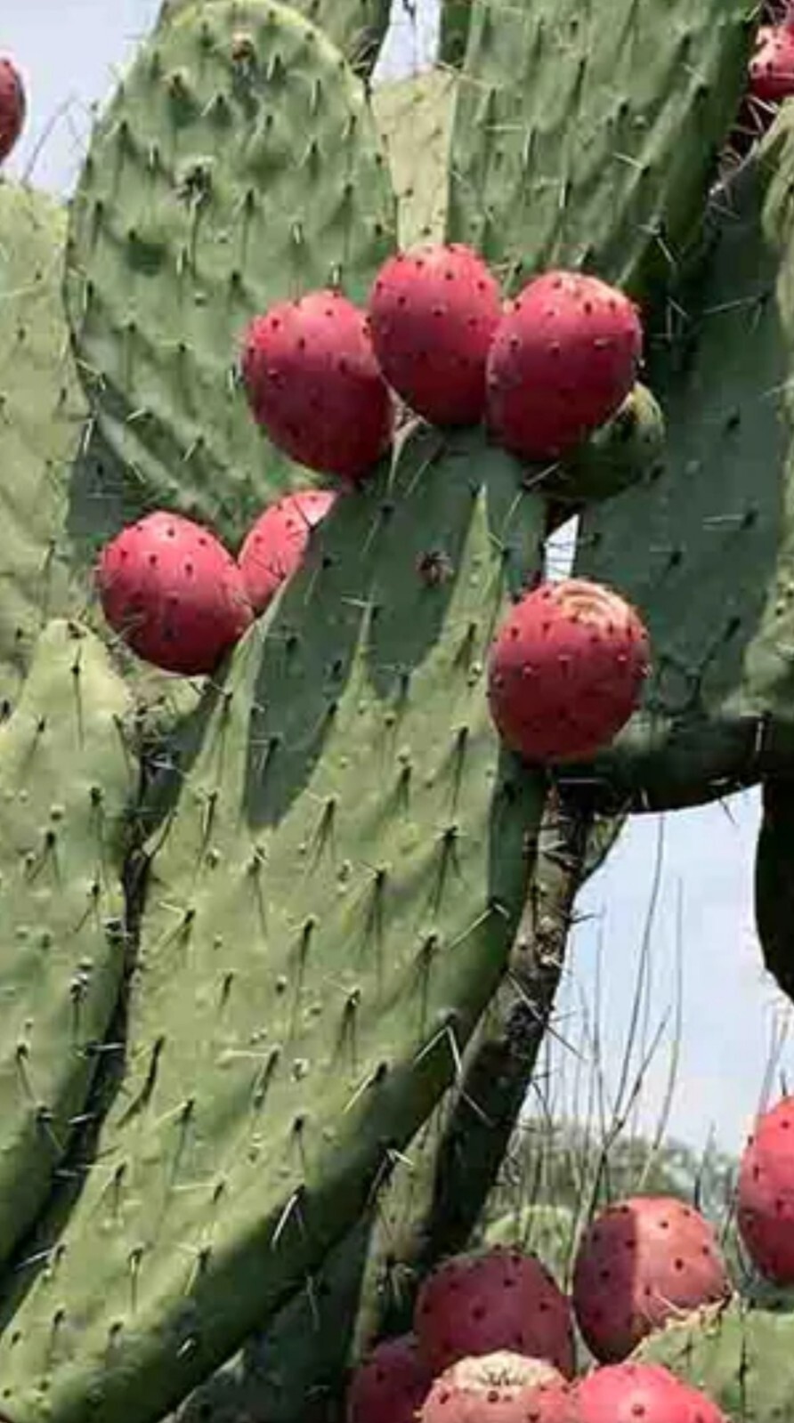 20+ Prickly Pear Cactus SEEDS (Opuntia ficus-Indica) Red Tuna Cactus ...