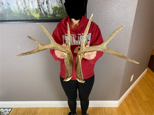Matched Set Whitetail Deer Antlers Sheds 4x5 WILD Horns Decor Rattle | eBay