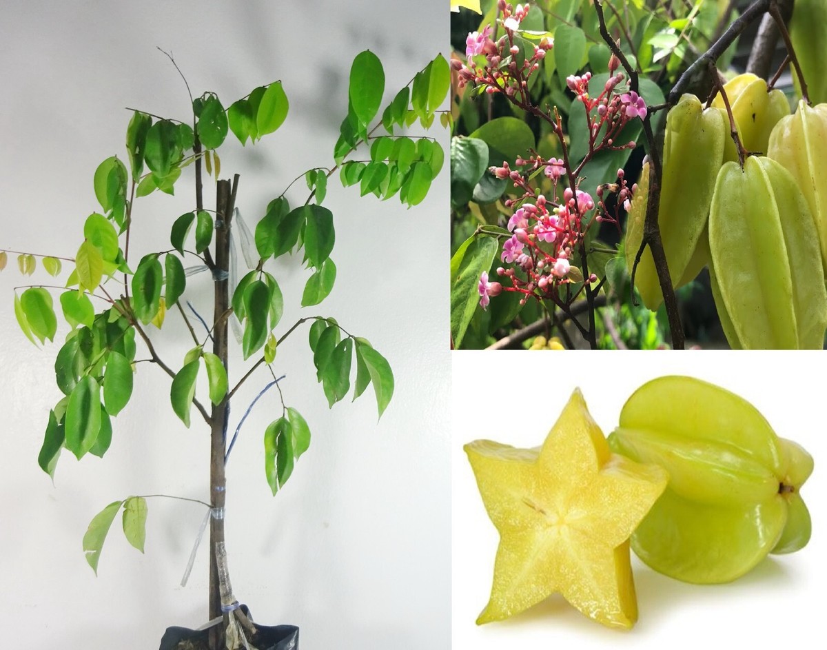 Star Fruit Tree