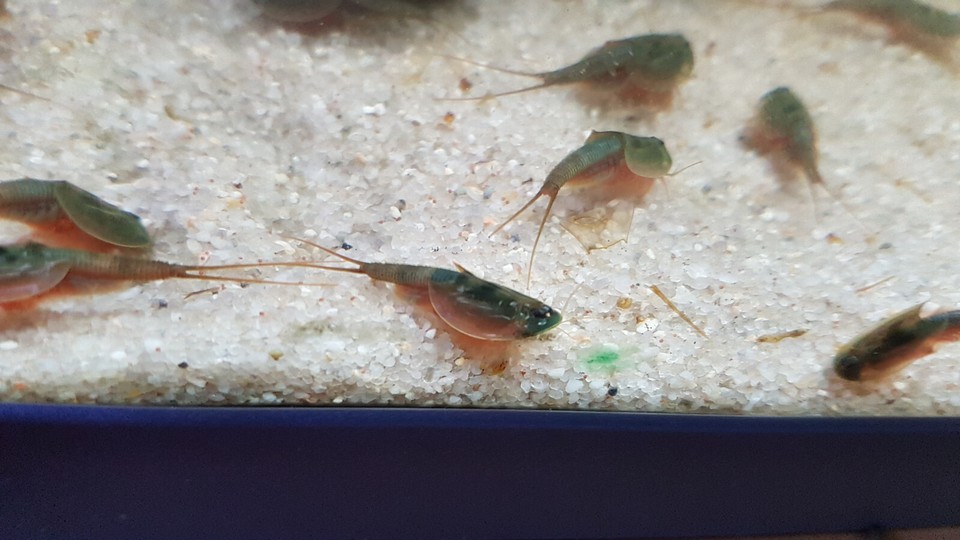 Triops Australiansis green prehistoric crayfish with approx. 50 eggs ...