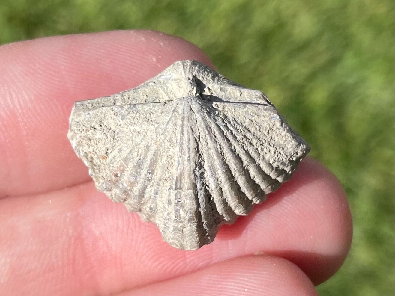Iowa Fossil Brachiopod Anthracospirifer pellaensis Mississippian Age | eBay