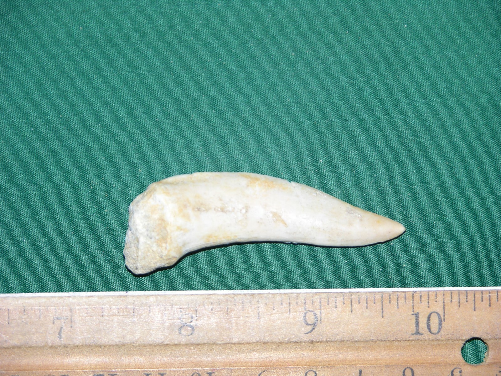 Saber tooth Herring fossil tooth Enchodus Cretaceous 2–2.5 inch T23 | eBay
